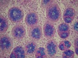 Nos protocoles de recueil – Laboratoire Barla